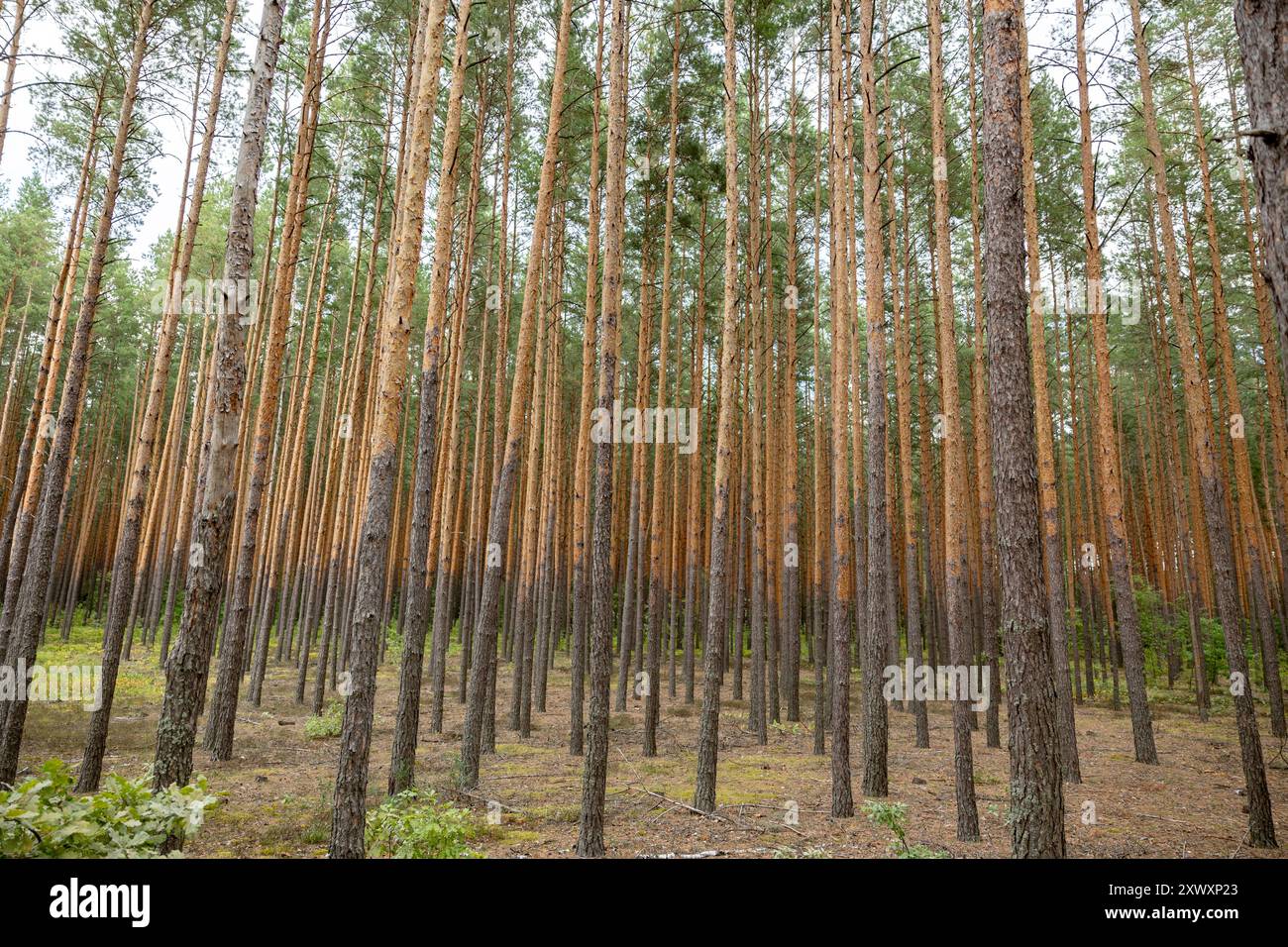 Beautiful deep forest scene. pine woodland. Forest wood background ...