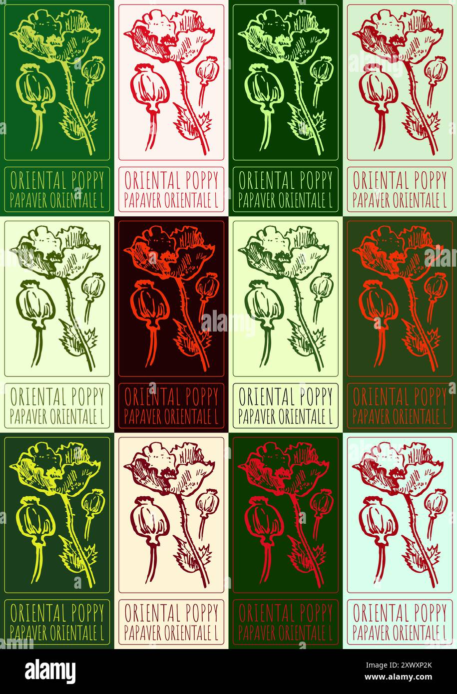 Set of vector drawing ORIENTAL POPPY in various colors. Hand drawn ...