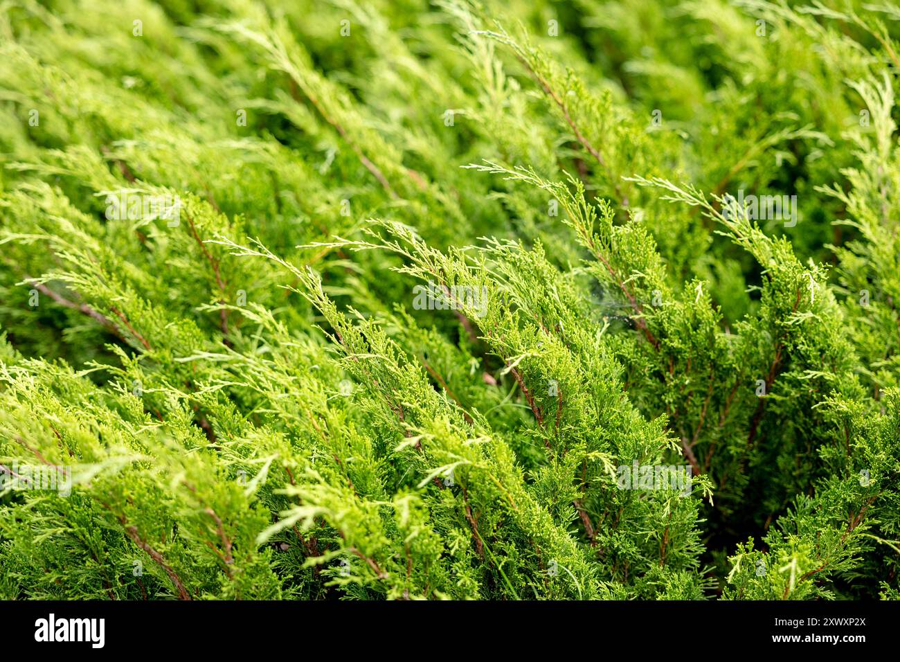 Green branches of Thuja occidentalis, also known as northern white ...