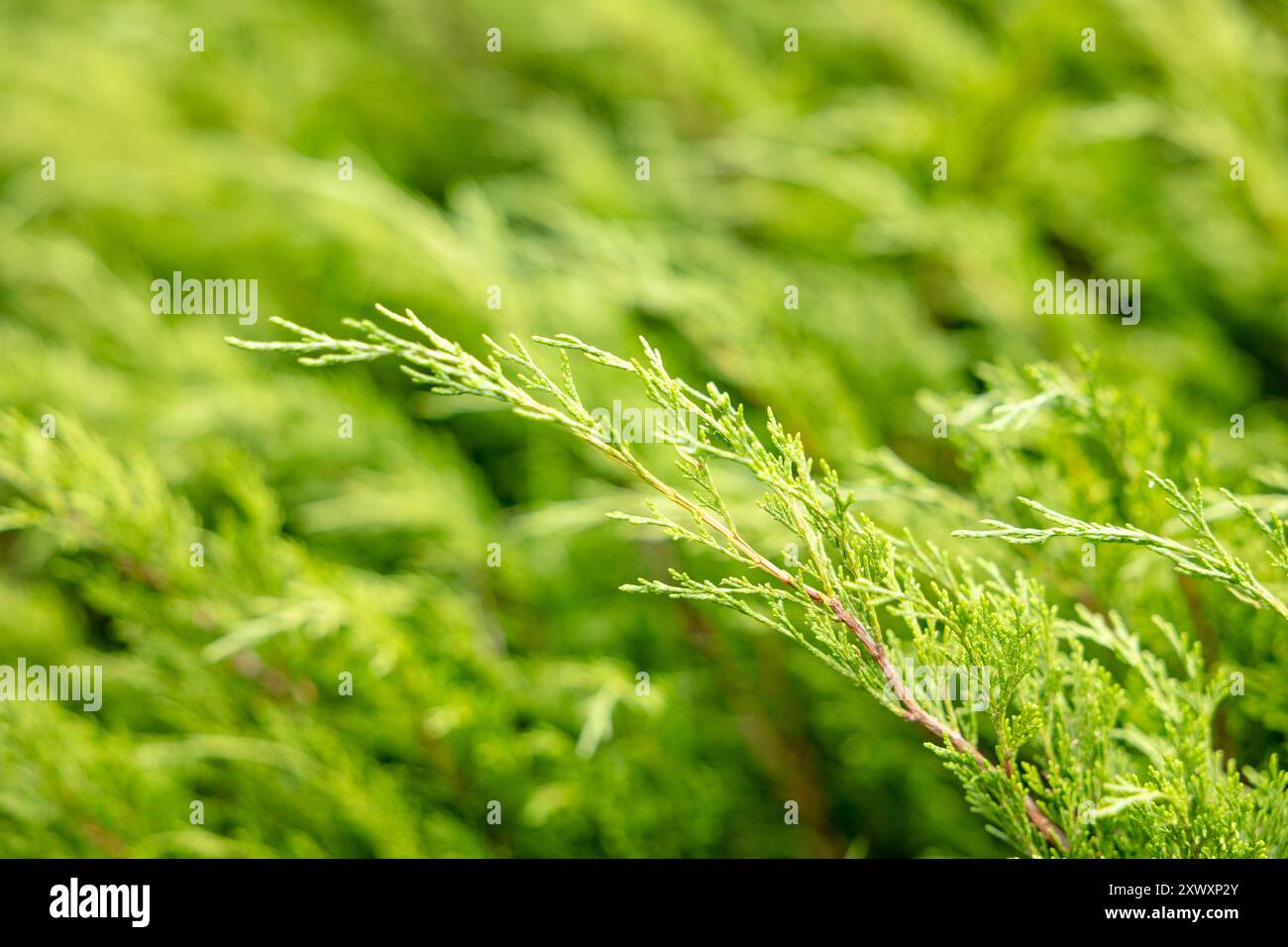 Green branches of Thuja occidentalis, also known as northern white ...