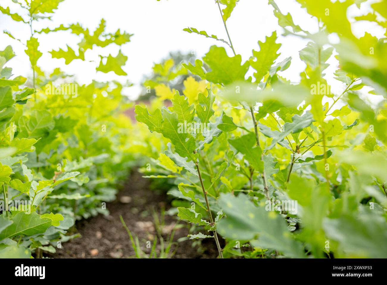 Quercus pubescents, Pubescent Oak, Downy oak seedlings in pots in a ...