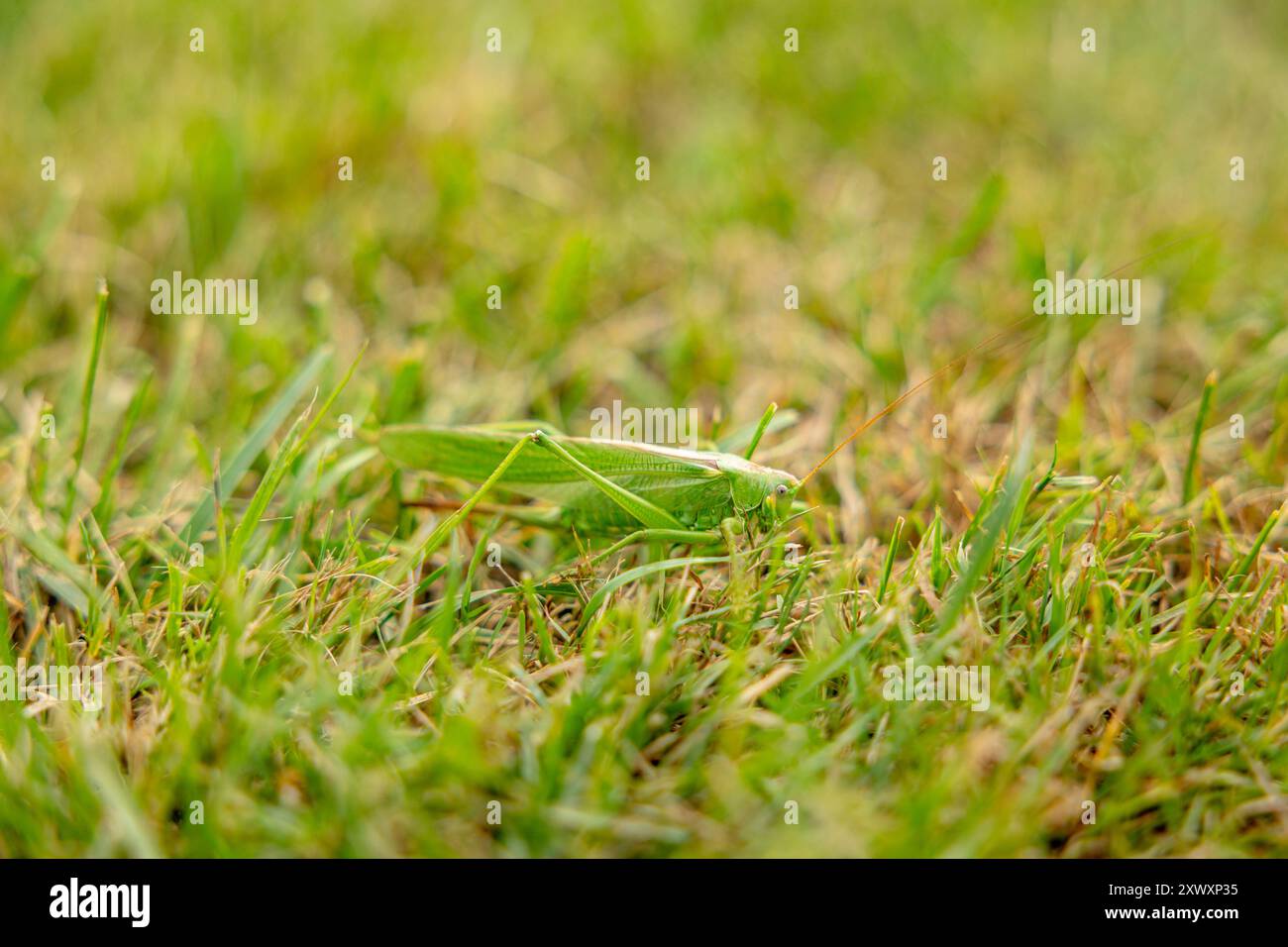 Close up grasshopper indonesia hi-res stock photography and images - Alamy