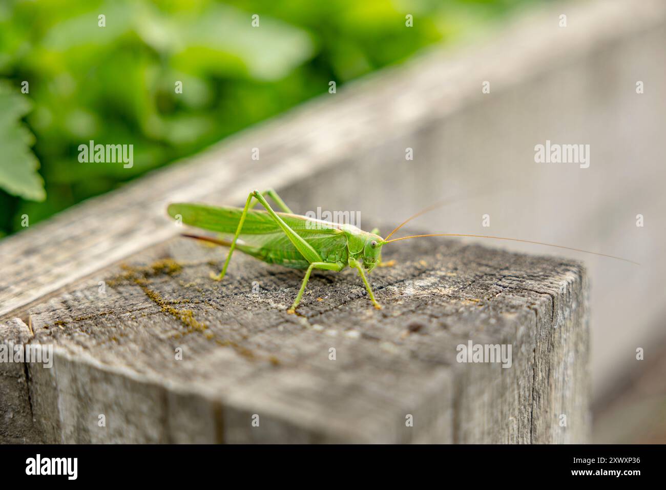 a green grasshopper on a wooden column Stock Photo - Alamy