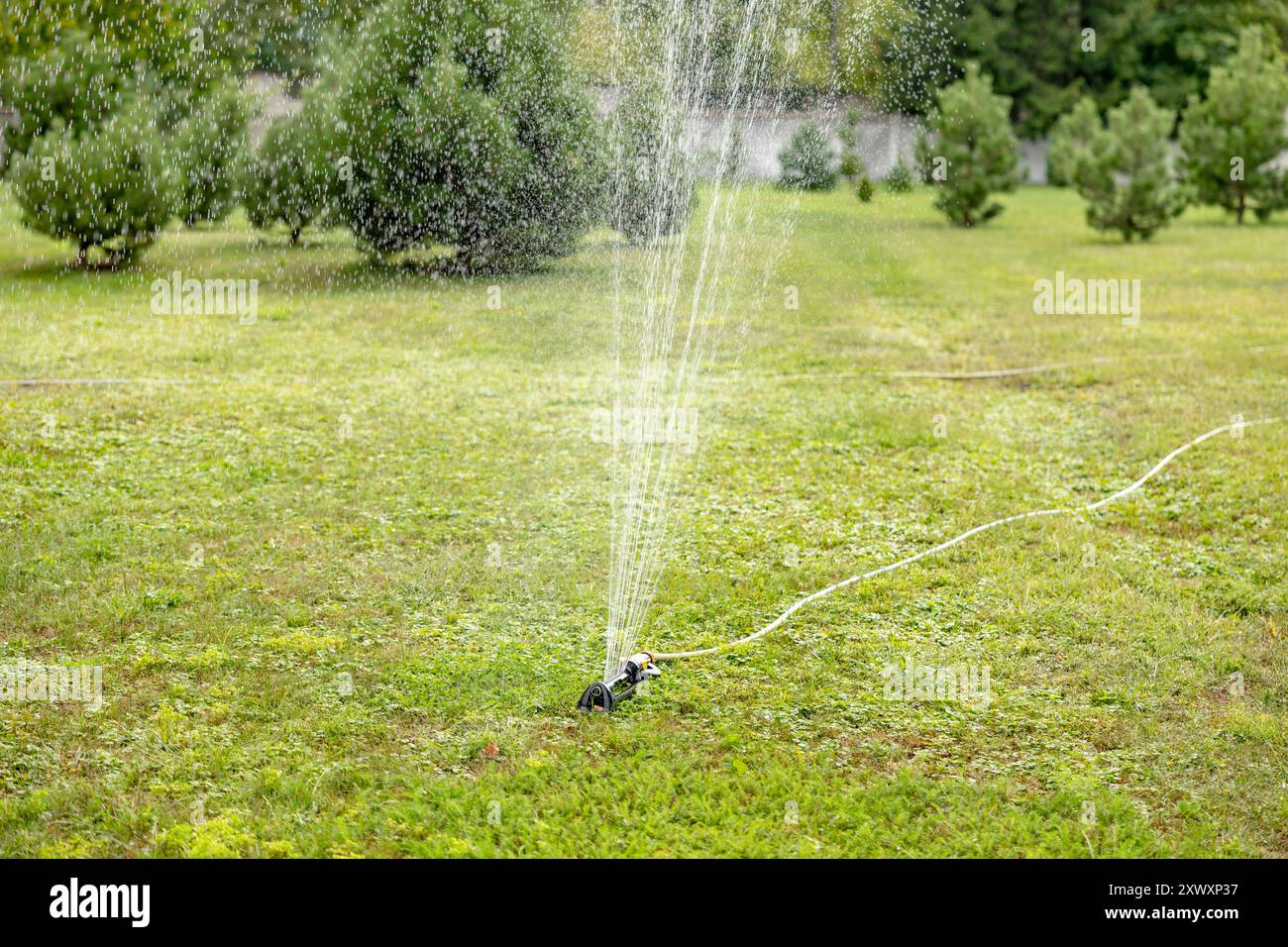 Oscillating sprinkler spraying water over green grass lawn against ...