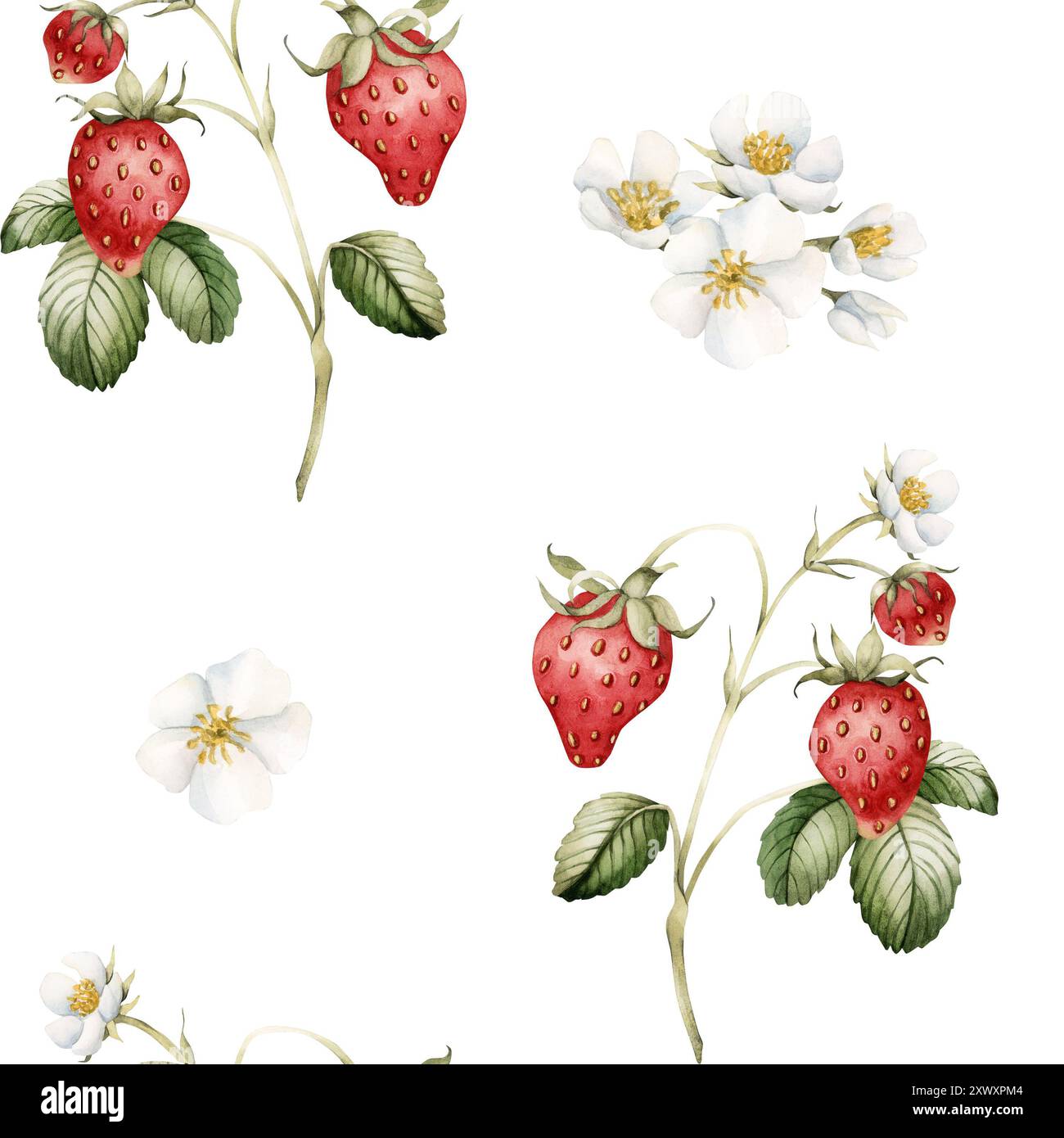 Strawberry, ripe berries with flowers and leaves. Watercolor ...
