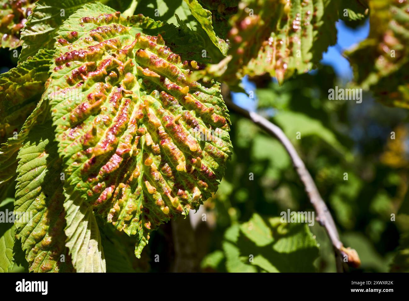 Tetraneura ulmi elm sack gall aphid also known as fig gall, is a ...