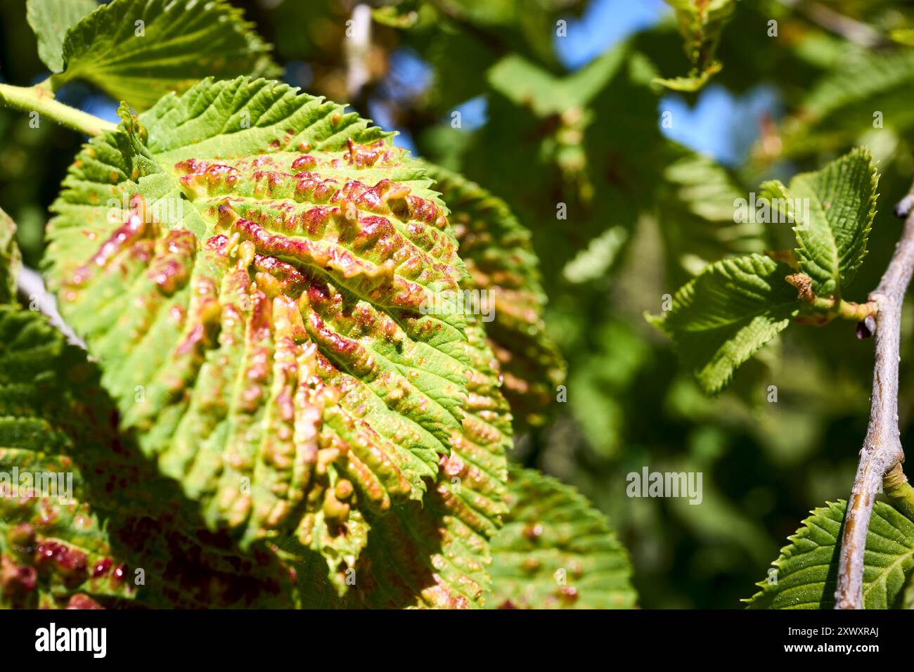 Tetraneura ulmi elm sack gall aphid also known as fig gall, is a ...