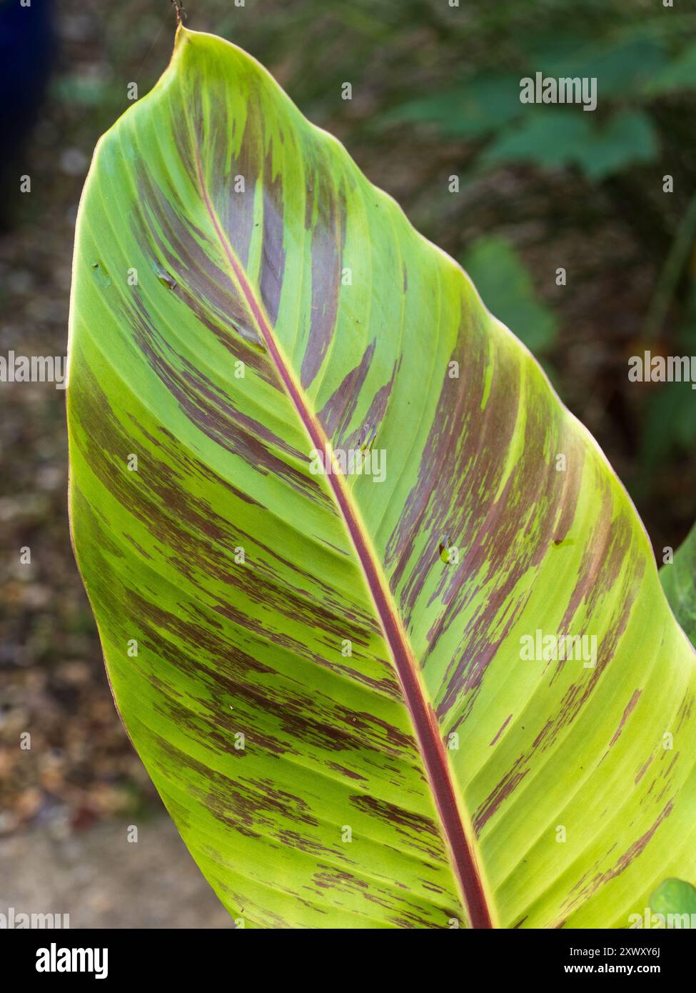Red marked foliage of the large leaved half-hardy to tender exotic ...