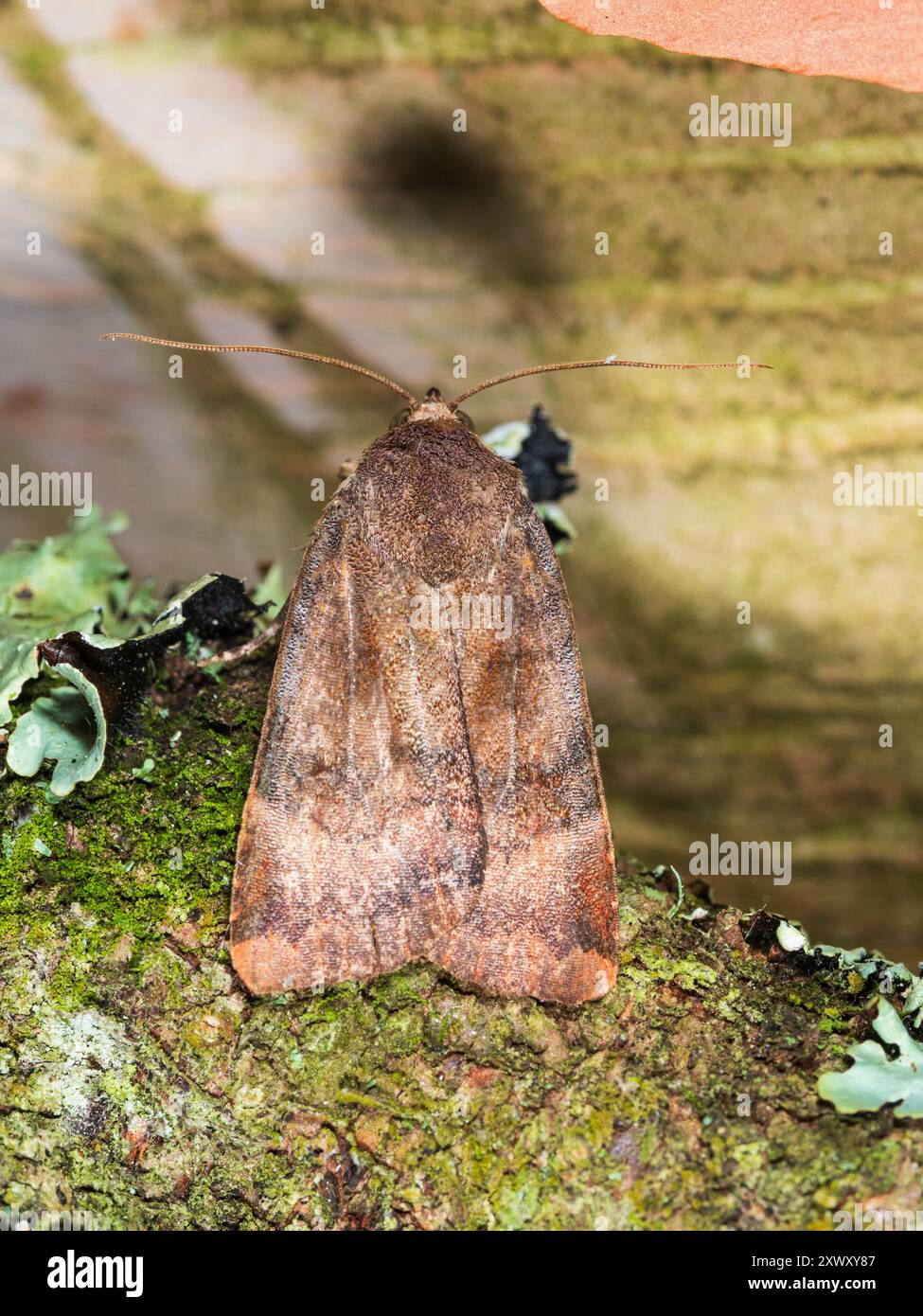 Lesser Broad-bordered Yellow Underwing UK moth, Noctua janthe, in ...