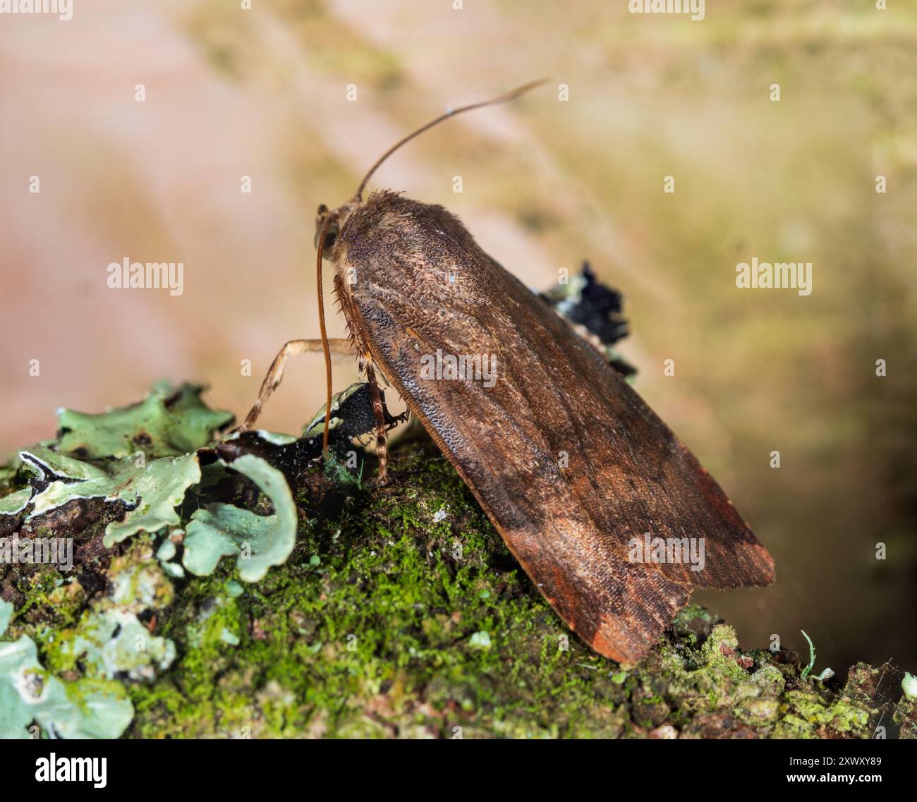 Lesser Broad-bordered Yellow Underwing UK moth, Noctua janthe, in ...