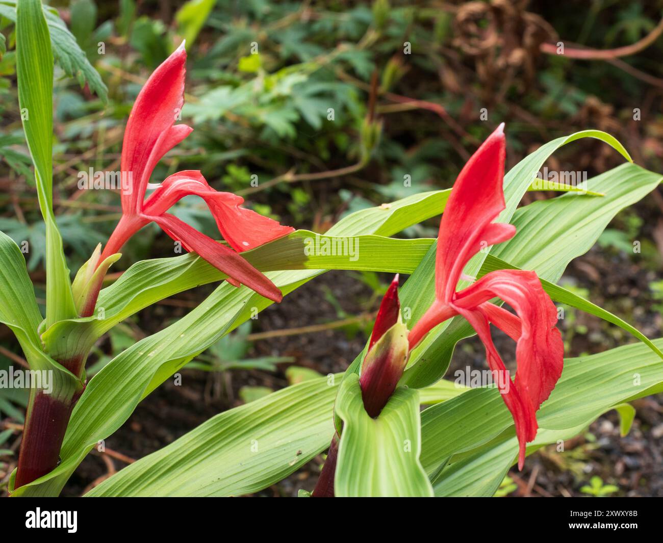 Late summer flowers of the selected form of the hardy perennial ginger ...