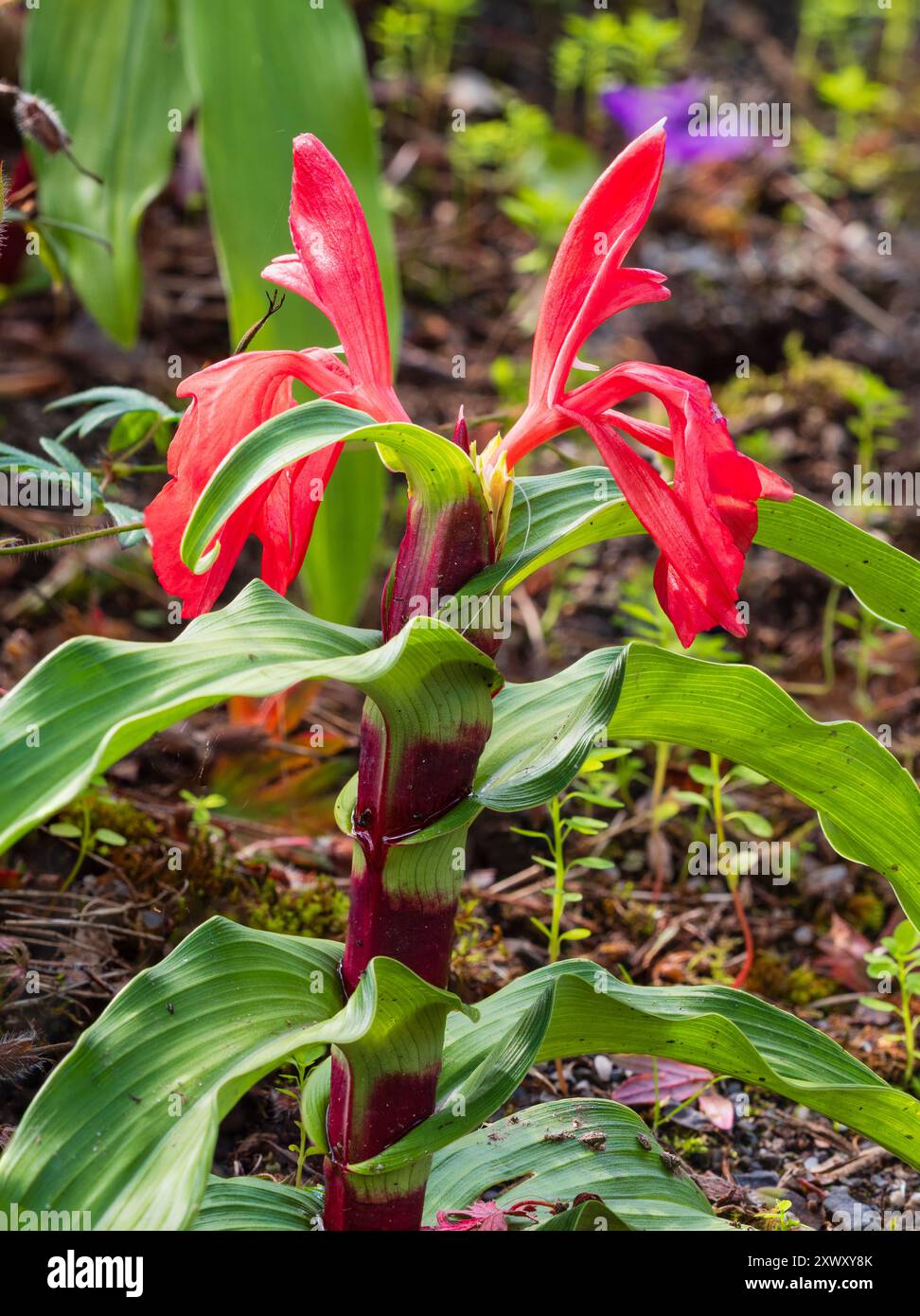 Late summer flowers of the selected form of the hardy perennial ginger ...