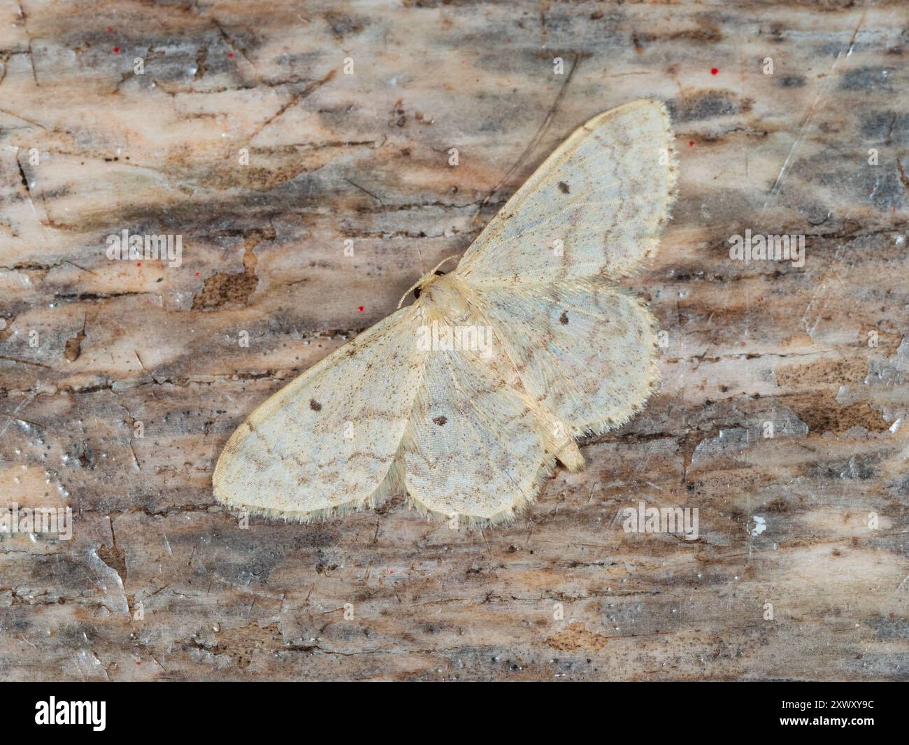 Resting pose with wings spread of the UK garden moth, Idaea biselata ...