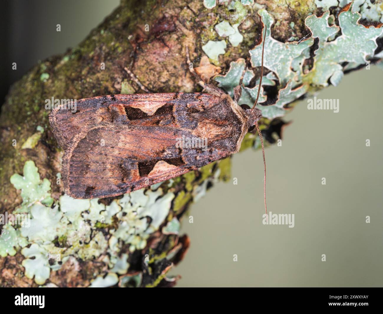 Dark marked brown Setaceous Hebrew Character moth, Xestia c-nigrum, in ...