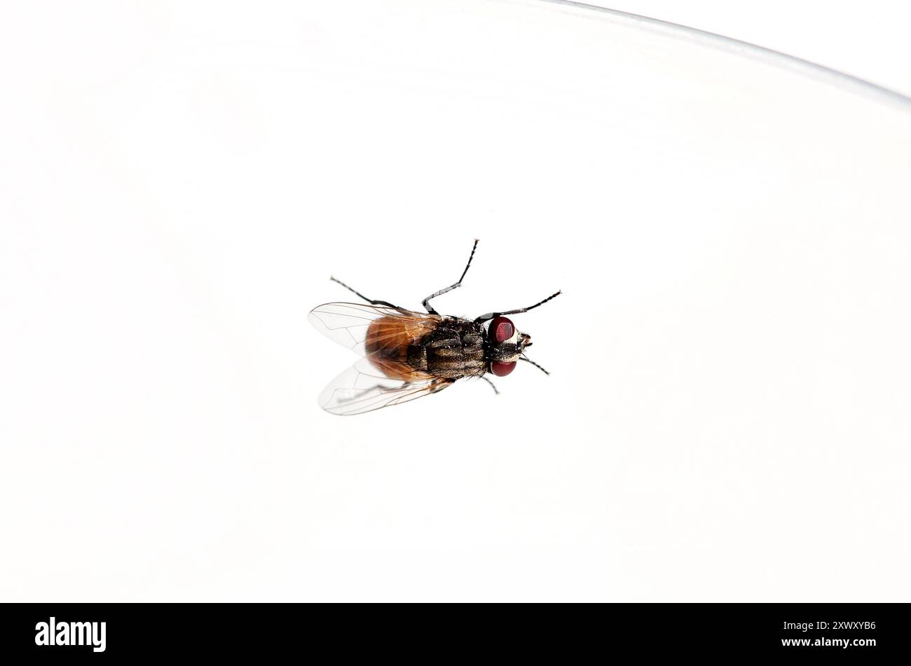 Common house fly on the inside of a glass Stock Photo - Alamy