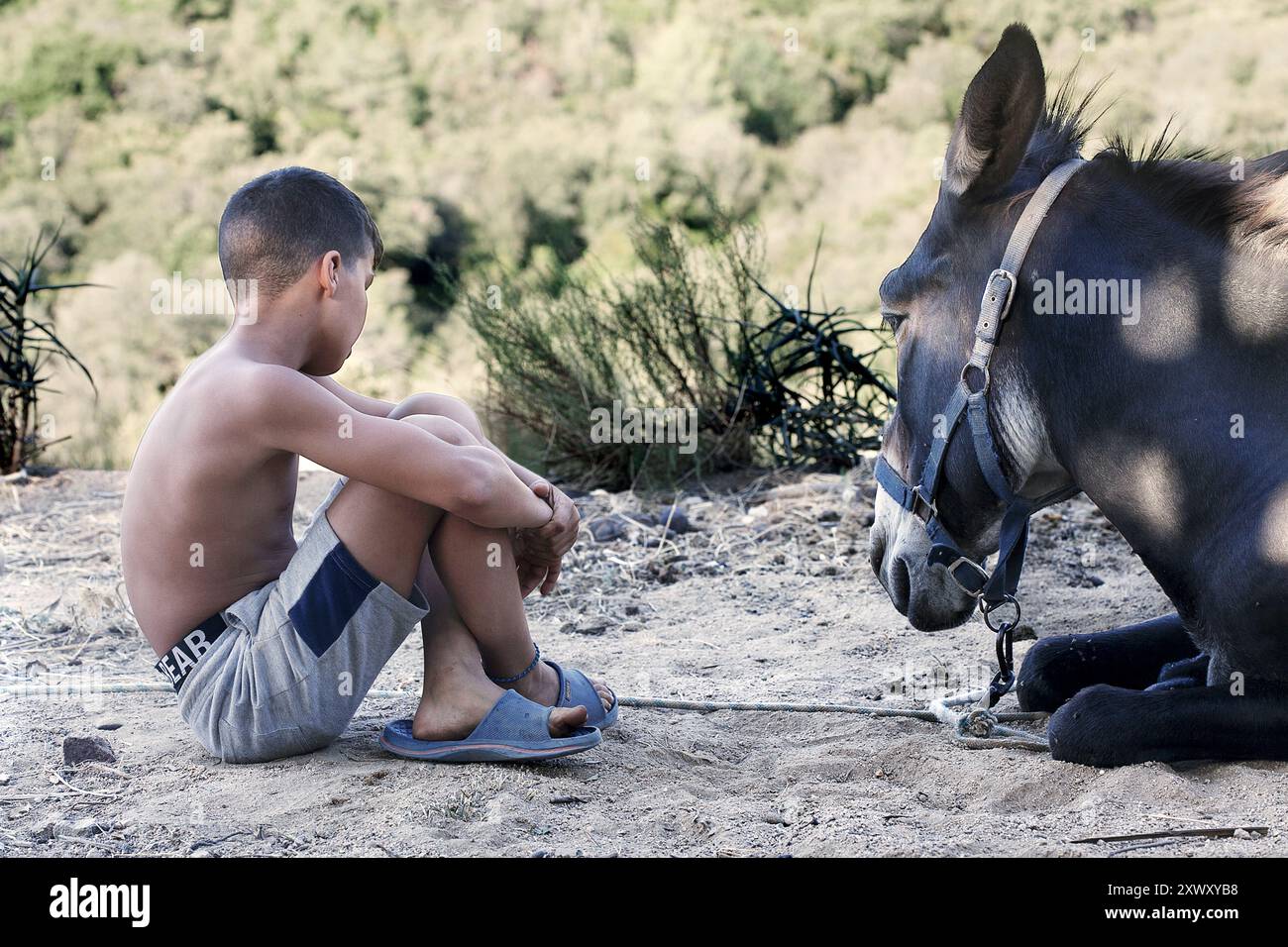 Boy sitting next to donkey Stock Photo - Alamy