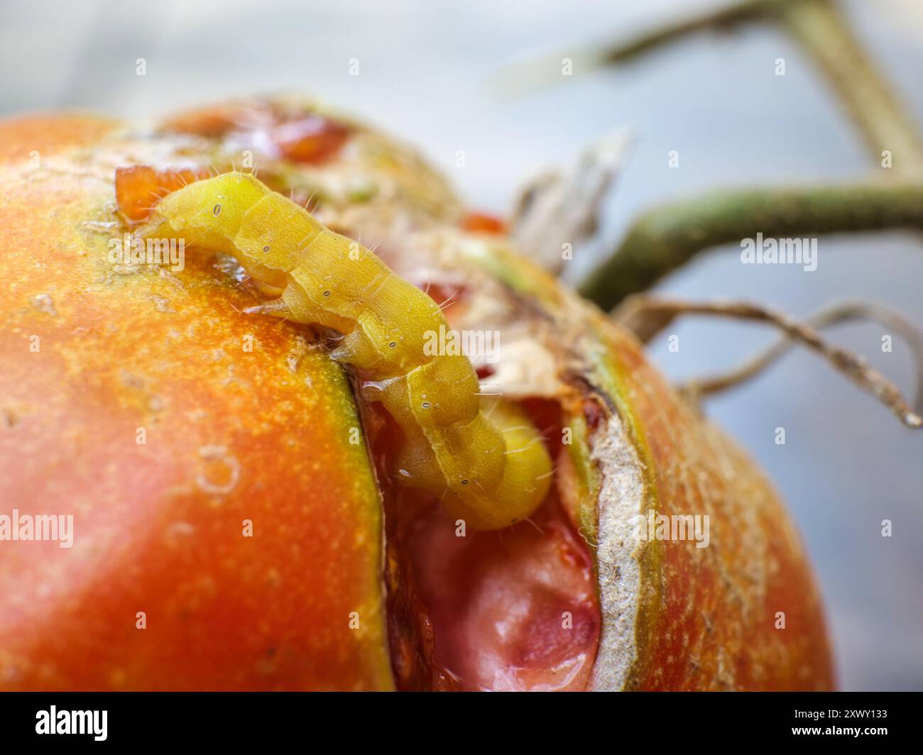 Tomato fruit worm Stock Photo - Alamy
