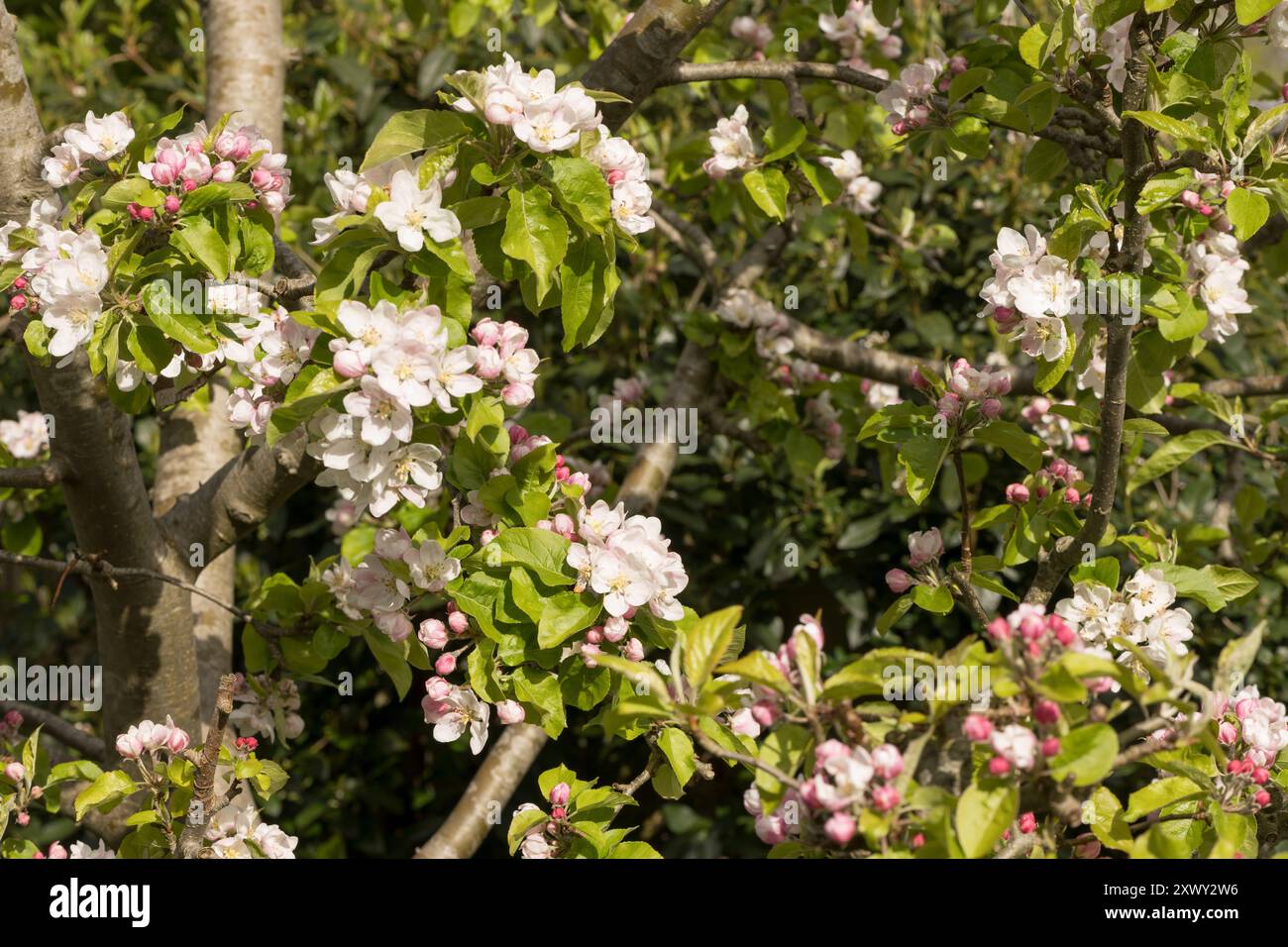 Dense cluster delicate white flowers hi-res stock photography and ...