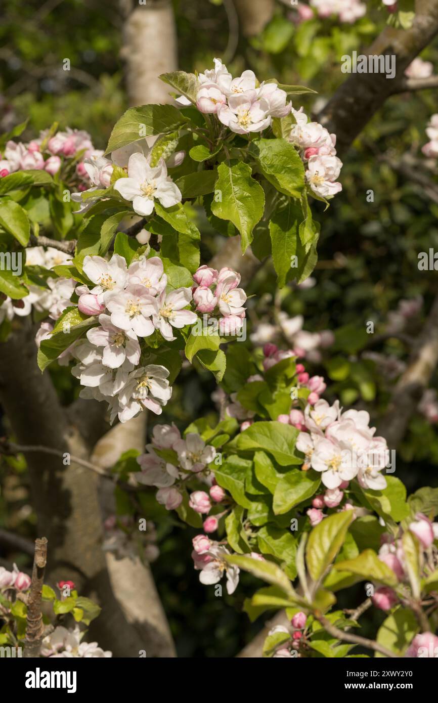 Pruned apple tree hi-res stock photography and images - Alamy