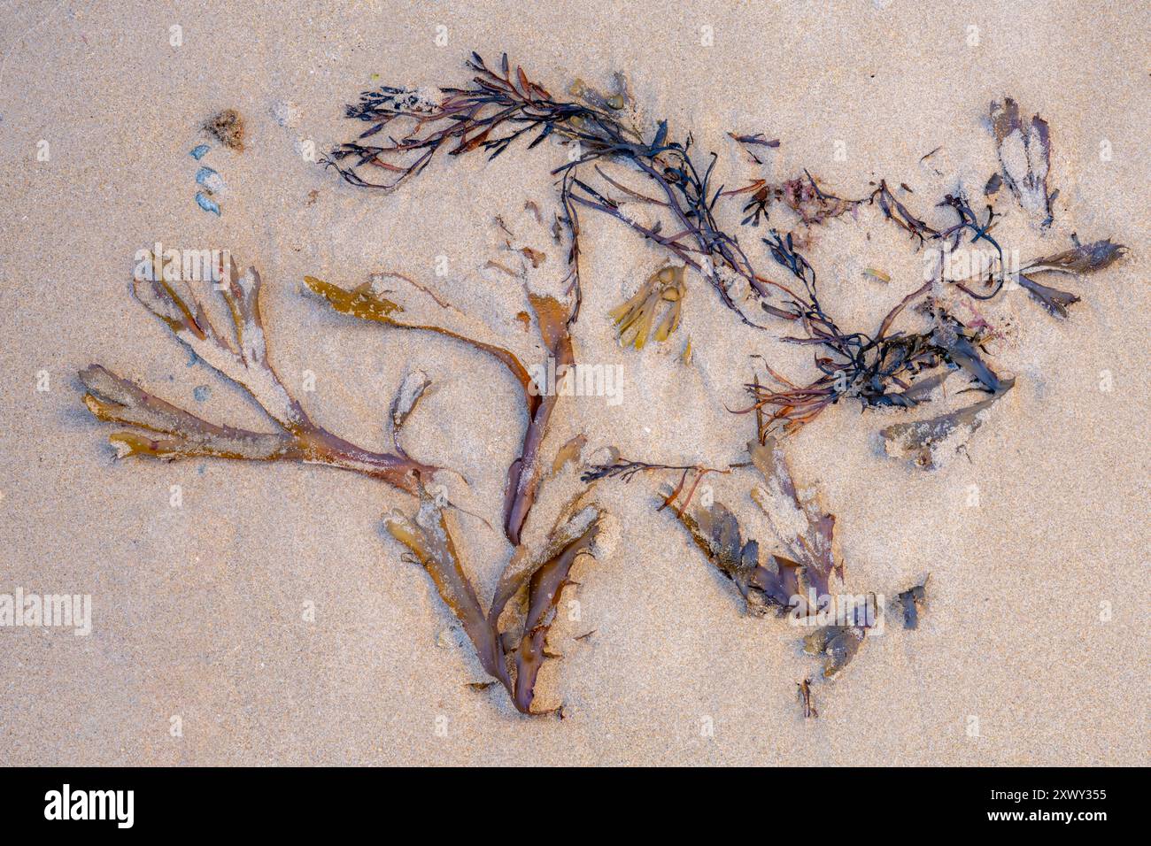 Natural composition of seaweed washed up on a beach Stock Photo - Alamy