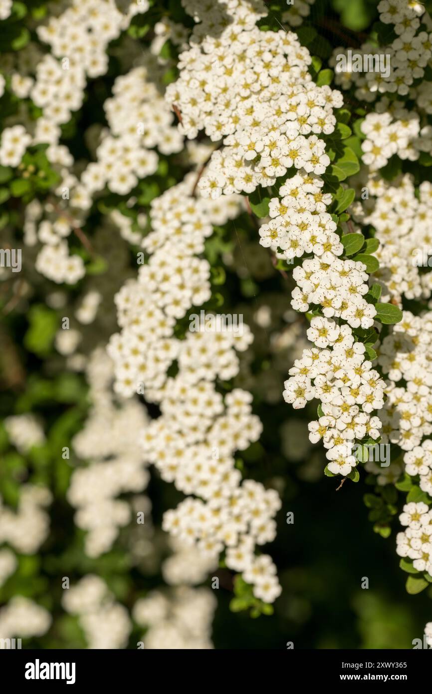 Cascading cream white flowers of Spiraea Arguta, Bridal Wreath, present ...