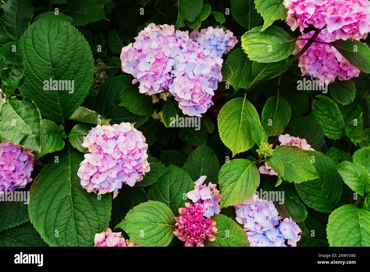 Floral arran hi-res stock photography and images - Alamy