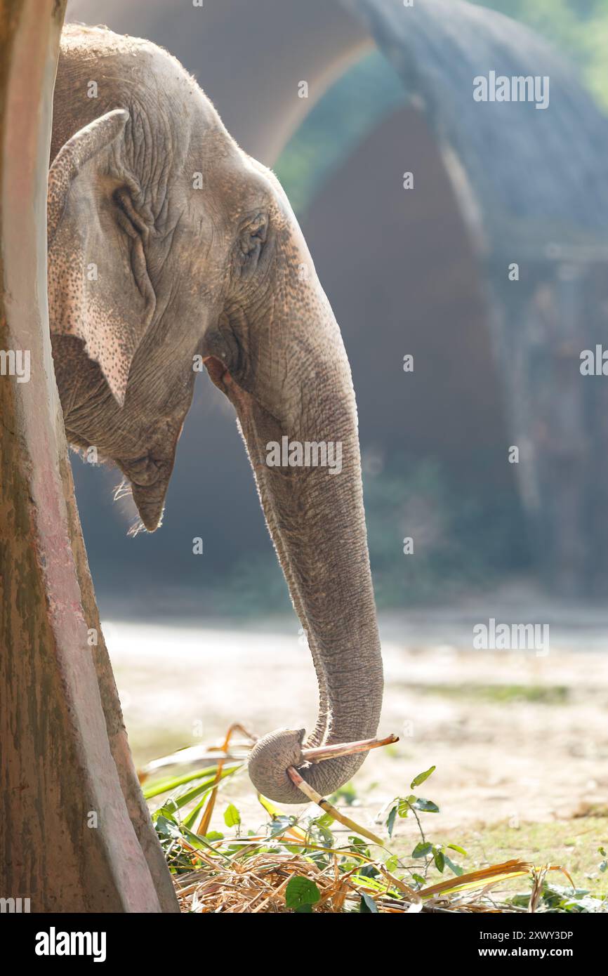 Indian Elephant Close-up. Asian Elephant with Long Tusks. Elephant ...