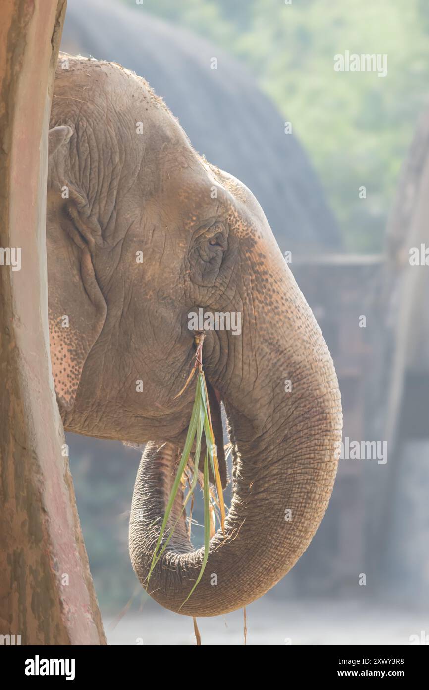 Indian Elephant Close-up. Asian Elephant with Long Tusks. Elephant ...