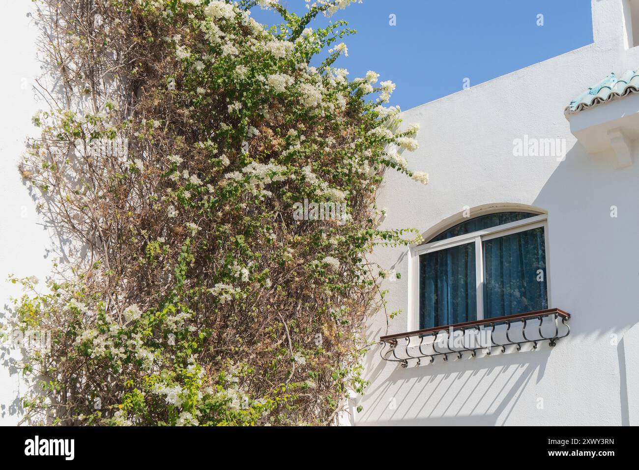 Dry climate adaptation hi-res stock photography and images - Alamy