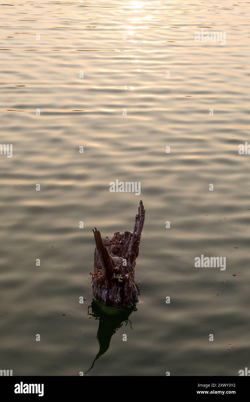 Solitary Tree Stump in Golden Reflections. Minimalist Nature Scene with ...