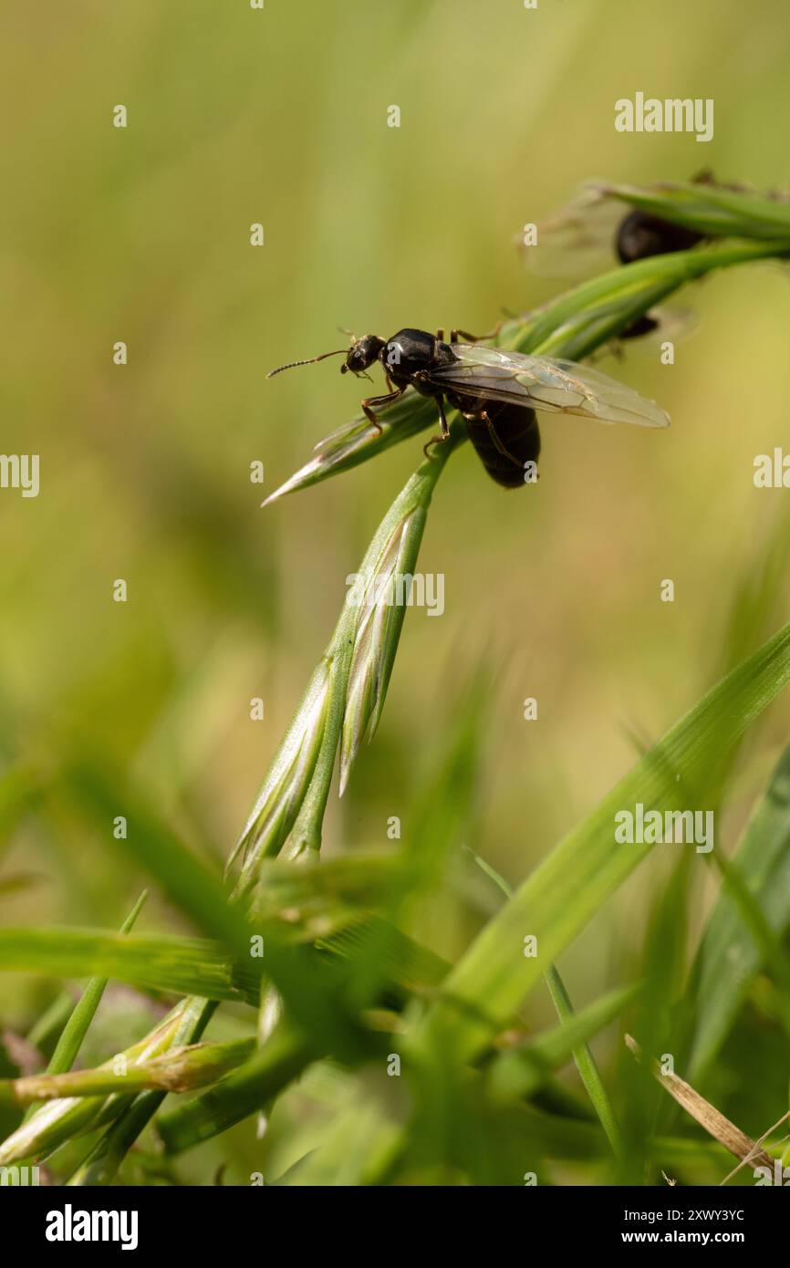 Nuptial flight of new winged queen ants with winged king ants in ...