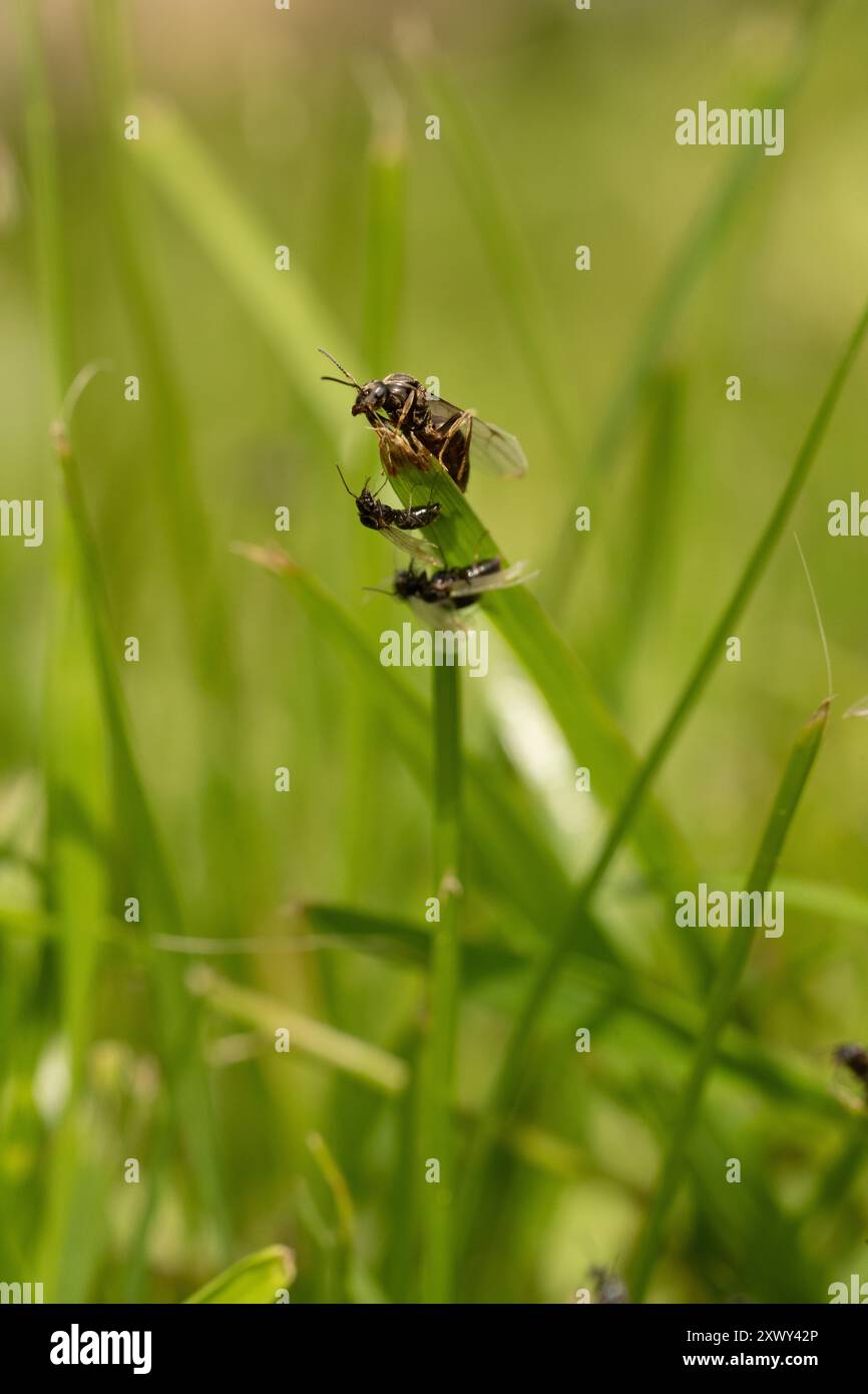 Nuptial flight of new winged queen ants with winged king ants in ...