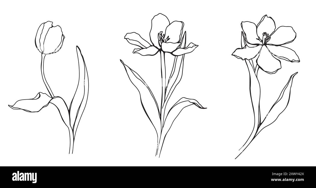 Spring flowers - Tulips. Vector hand drawn illustration of blossoming ...
