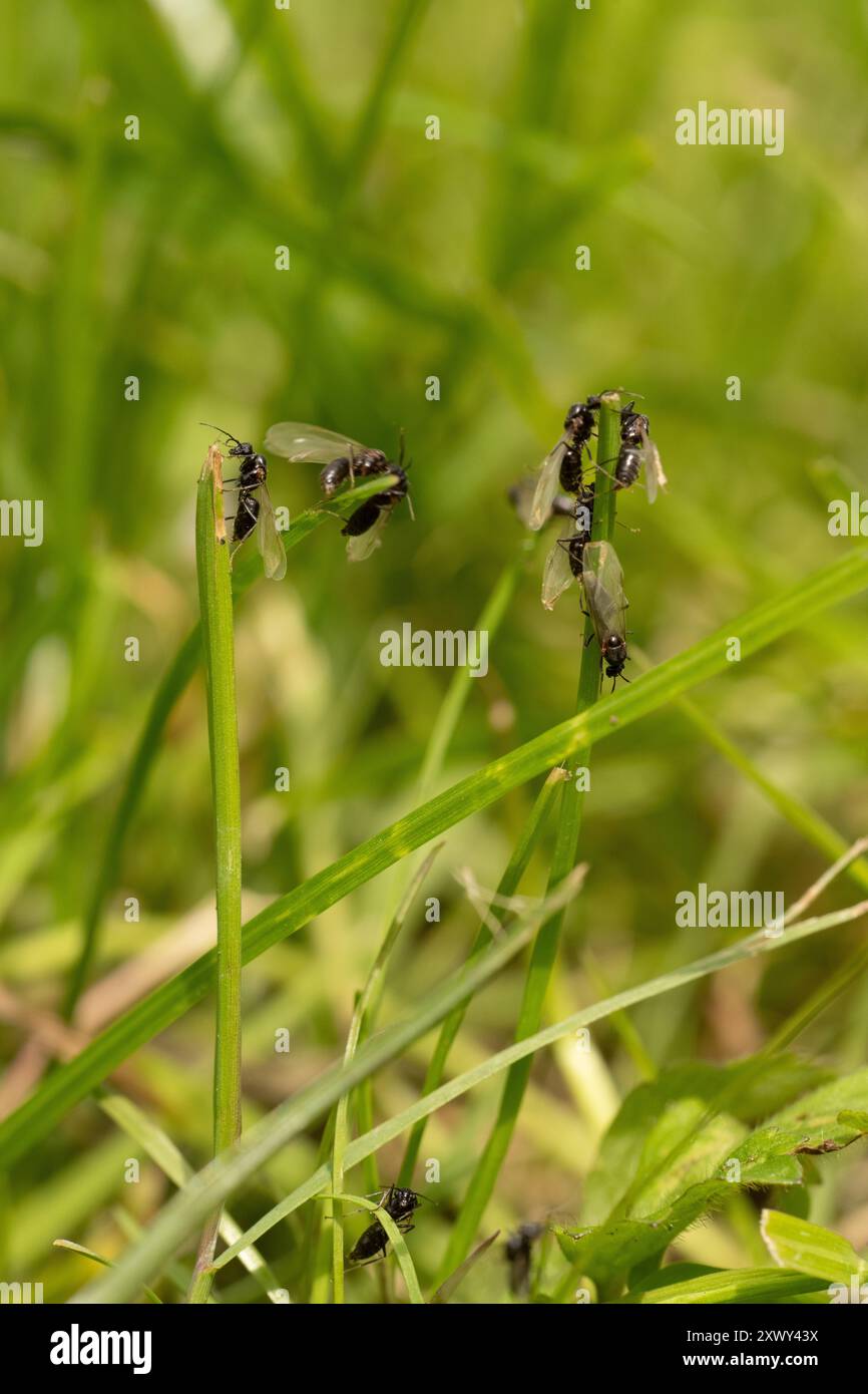 Nuptial flight of new winged queen ants with winged king ants in ...