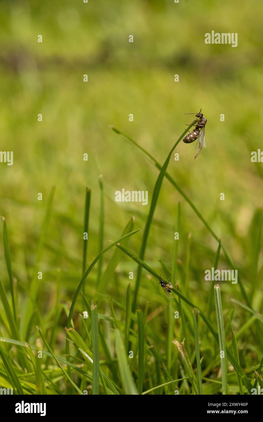 Flying black ants swarm hi-res stock photography and images - Alamy