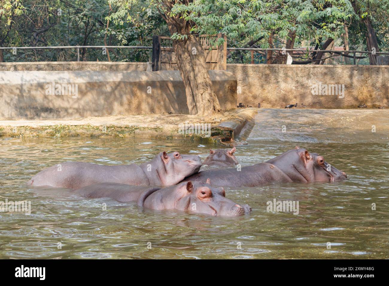 Hippos playing in water hi-res stock photography and images - Alamy