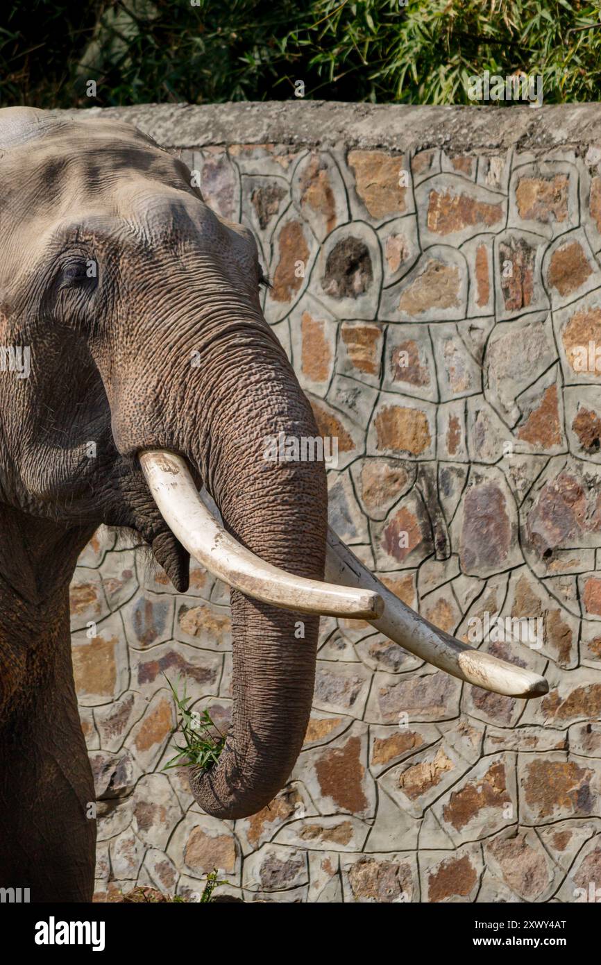 Indian Elephant Close-up. Asian Elephant with Long Tusks. Elephant ...