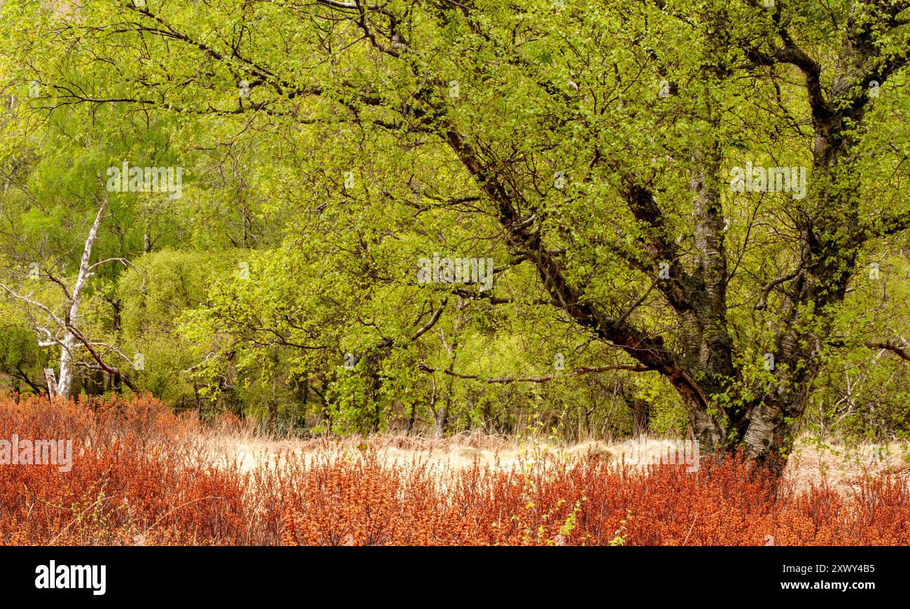 Manesty hi-res stock photography and images - Alamy