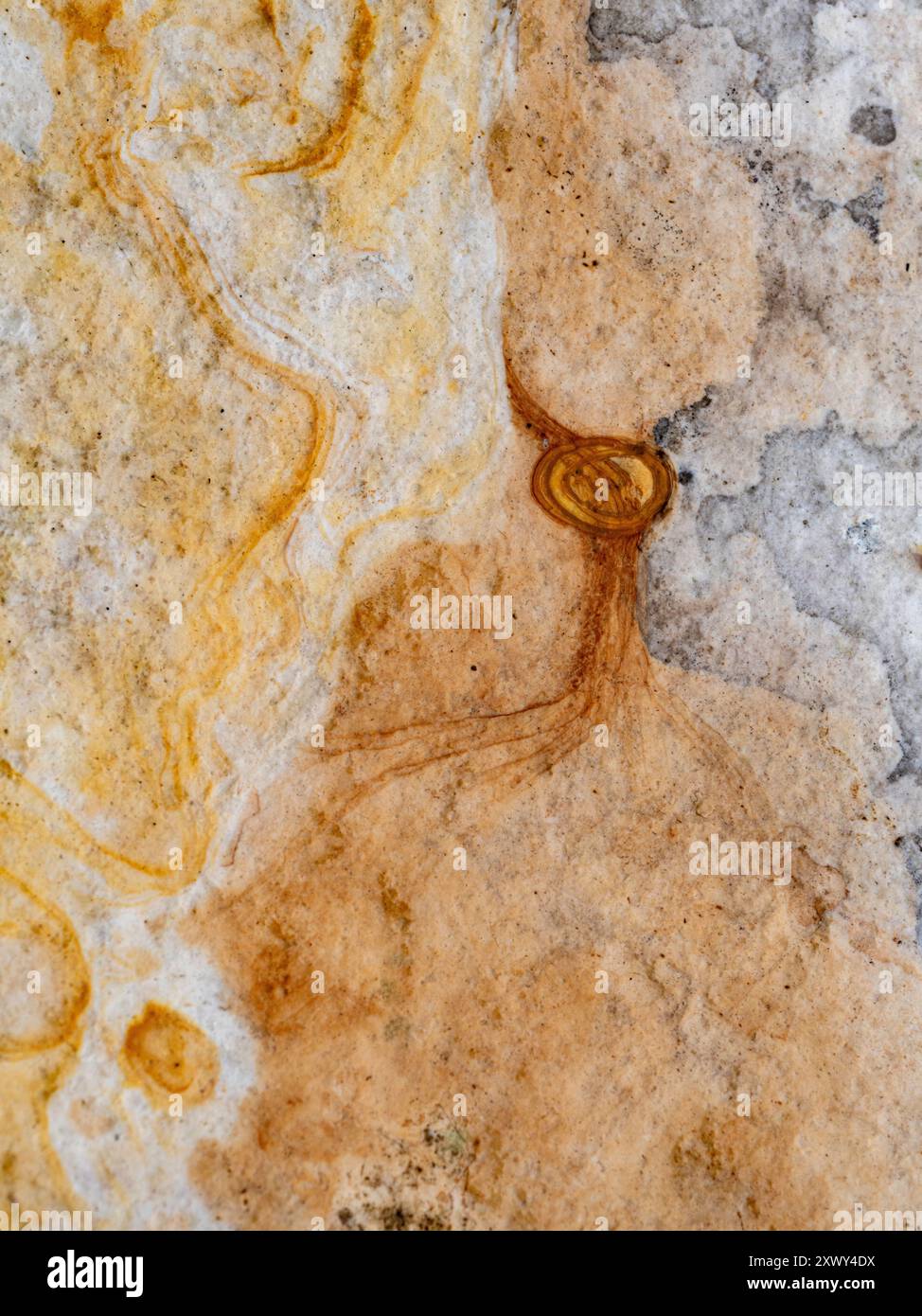 Abstract image of birdlike markings on an old wall Stock Photo - Alamy