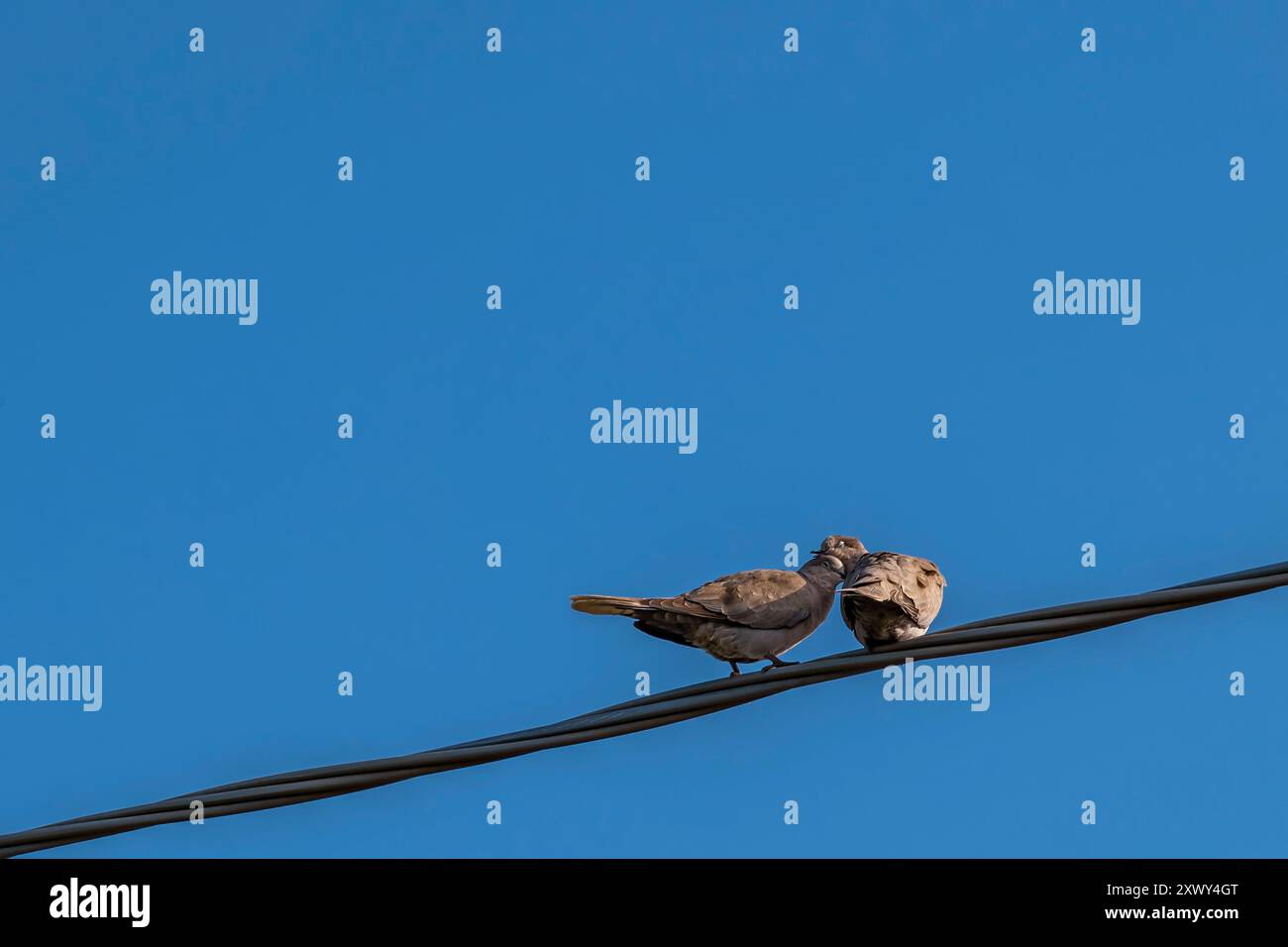 A pair of doves cuddle on a high voltage wire Stock Photo - Alamy