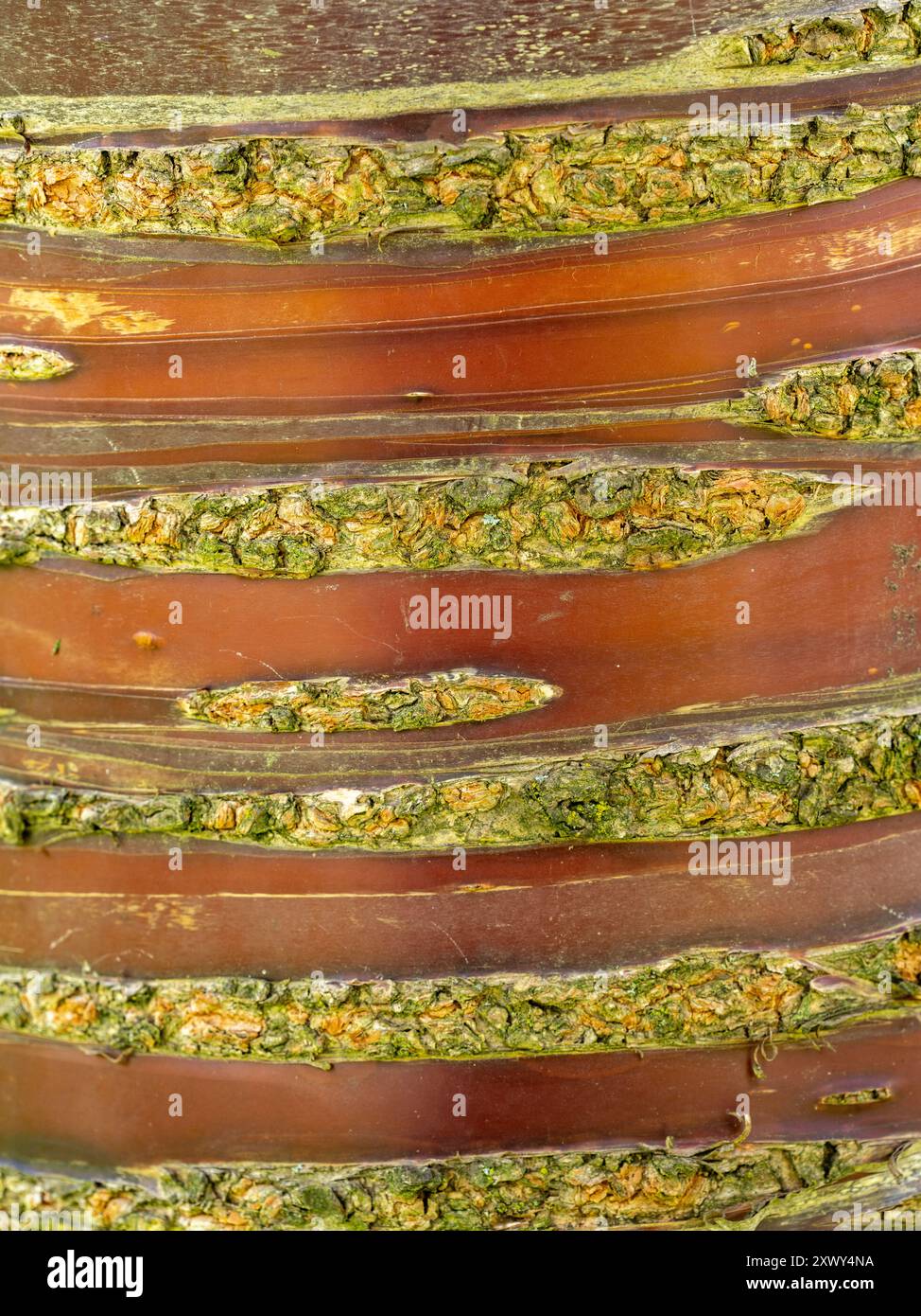 Beech tree bark close up hi-res stock photography and images - Alamy