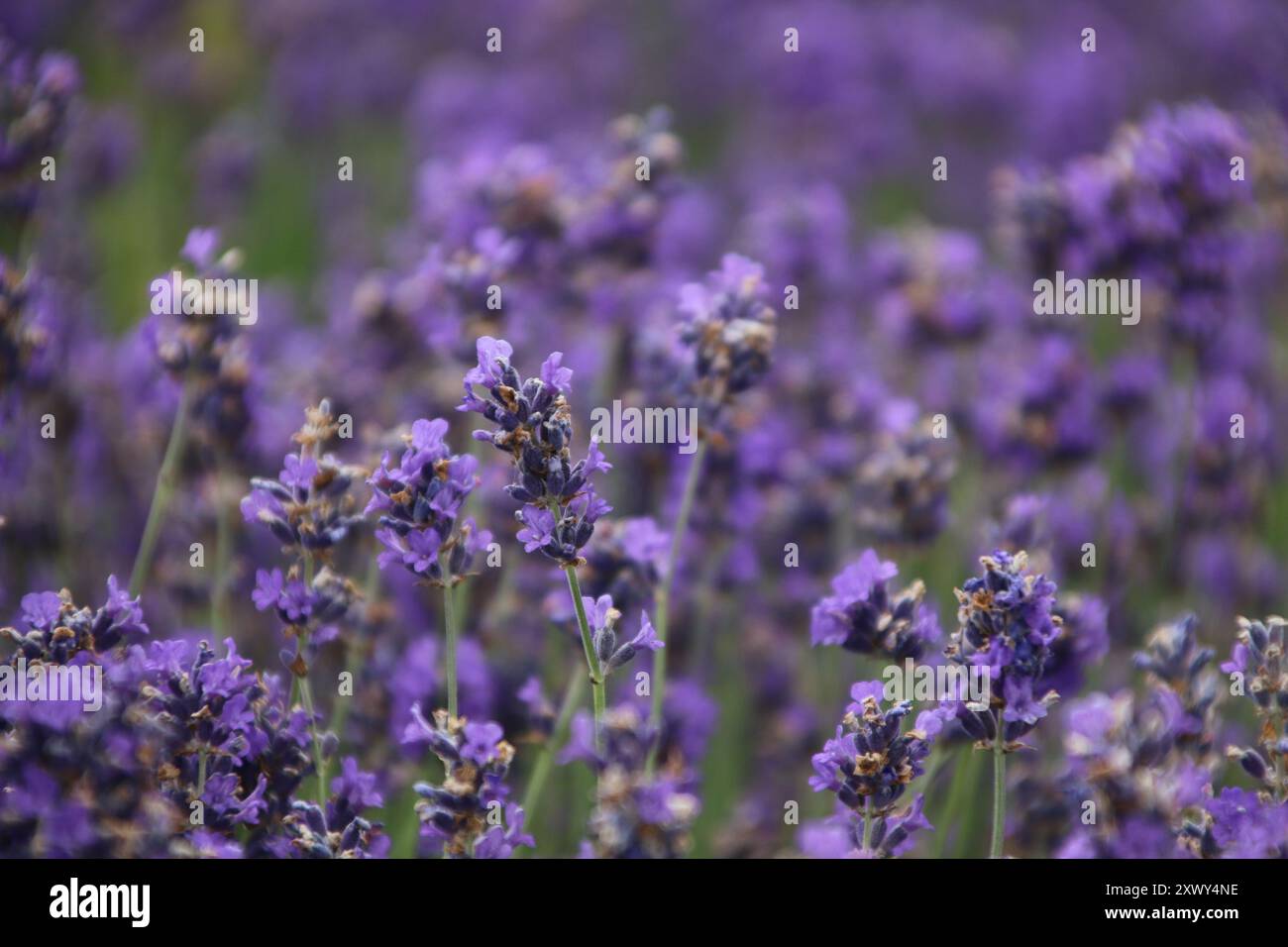 Flower and foliage of the tropical tree Magnolia Grandiflora ...
