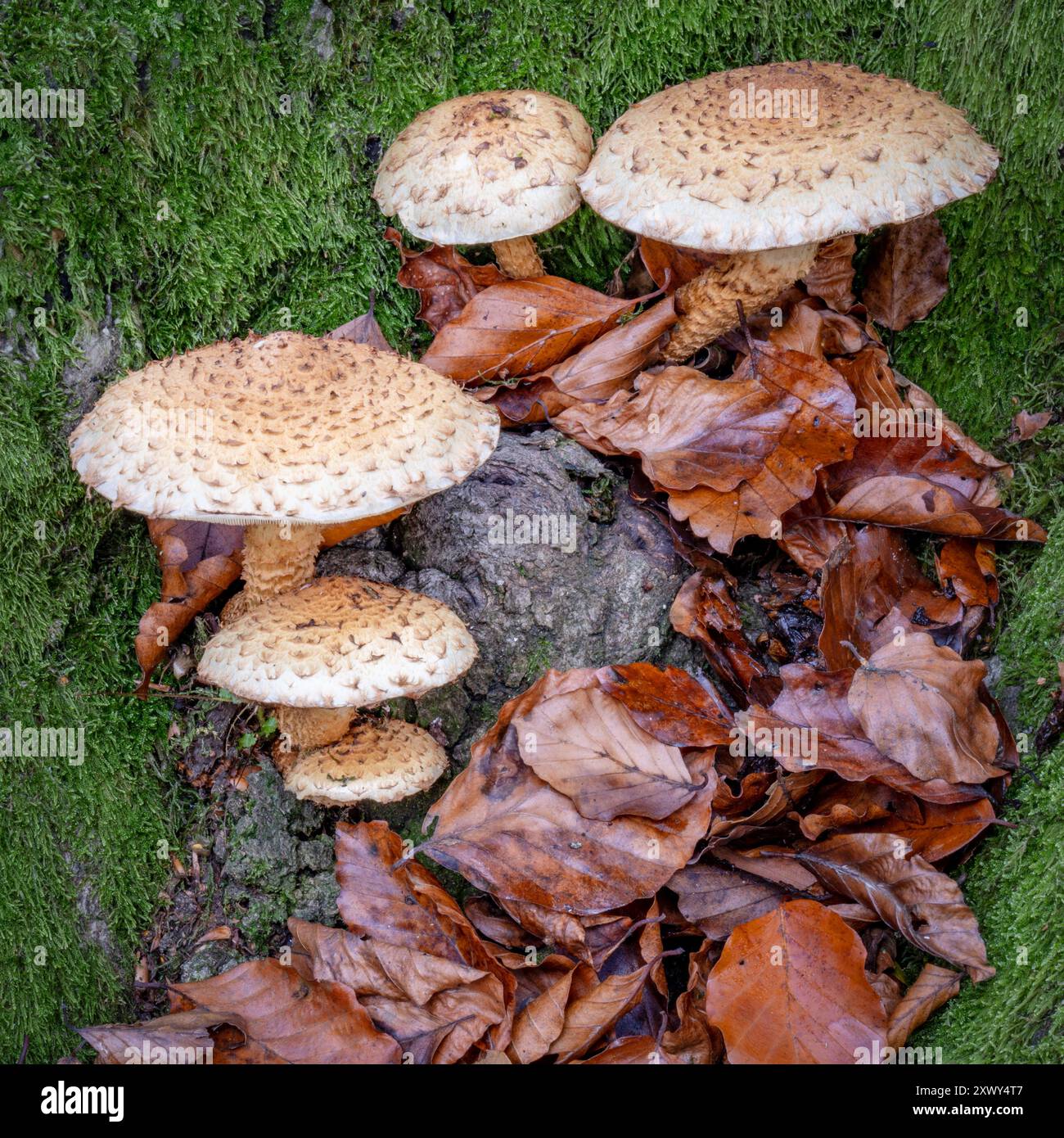 Fungi growing in an autumn forest Stock Photo - Alamy