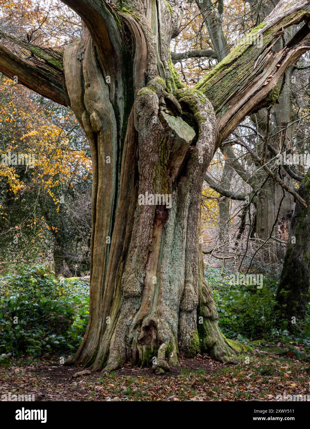 Ancient aged forest oak tree hanging on to life Stock Photo - Alamy