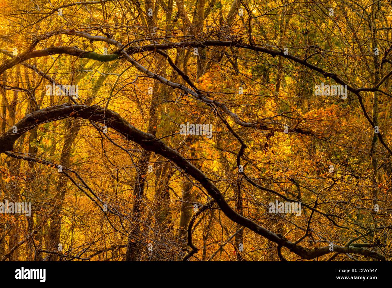 Autumn colours in and ash forest Stock Photo - Alamy