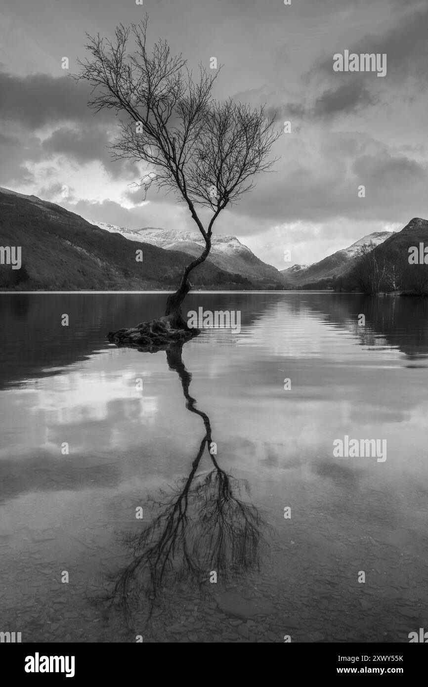 Lone tree on Llyn Padarn in black and white Stock Photo - Alamy
