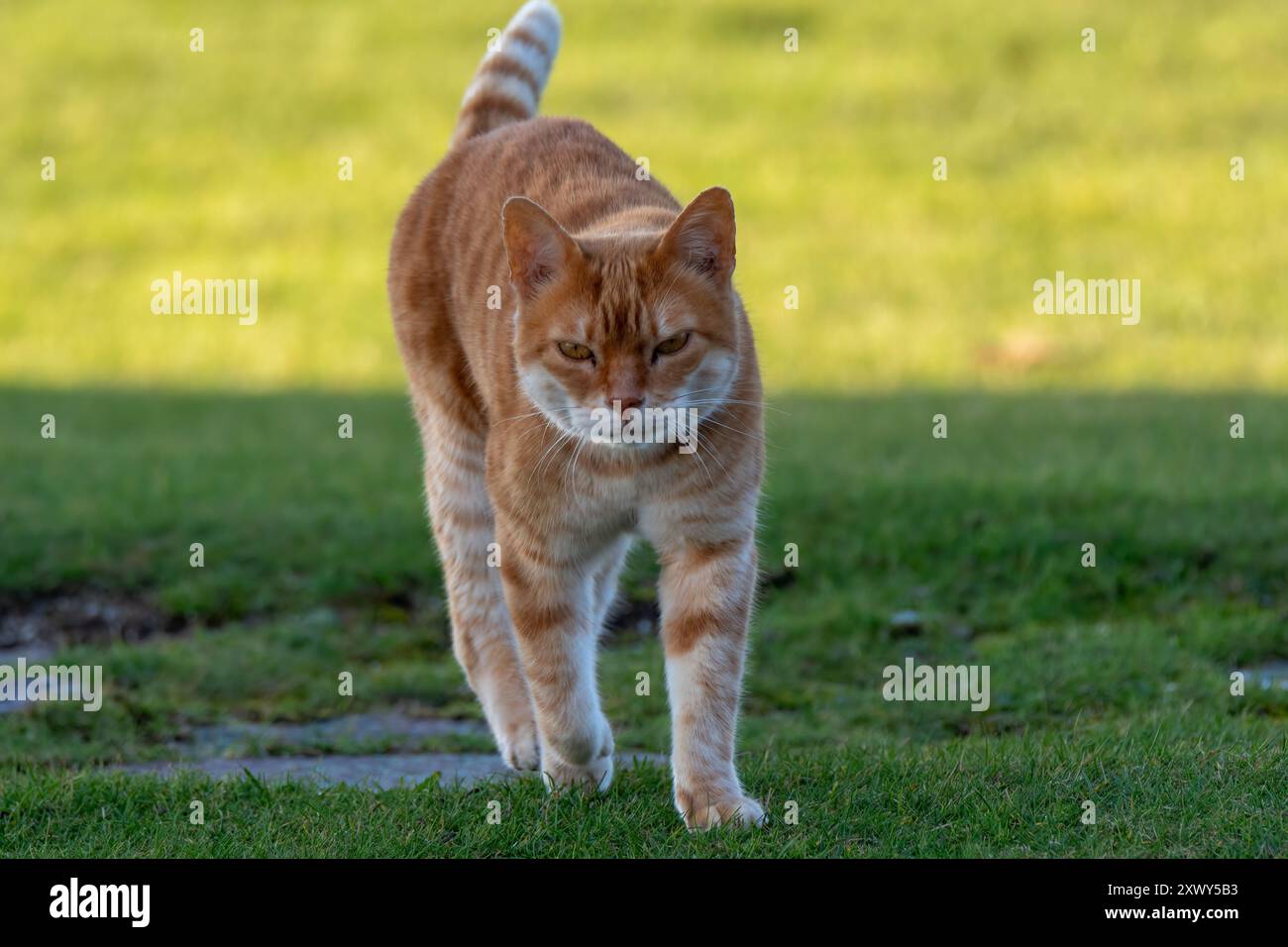 Red cat walking at grassland Stock Photo - Alamy