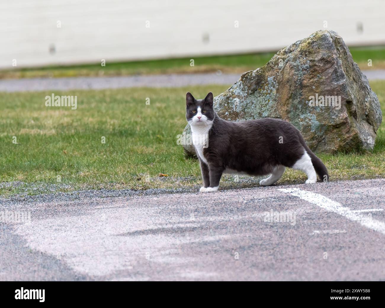 Parking lot cat hi-res stock photography and images - Alamy