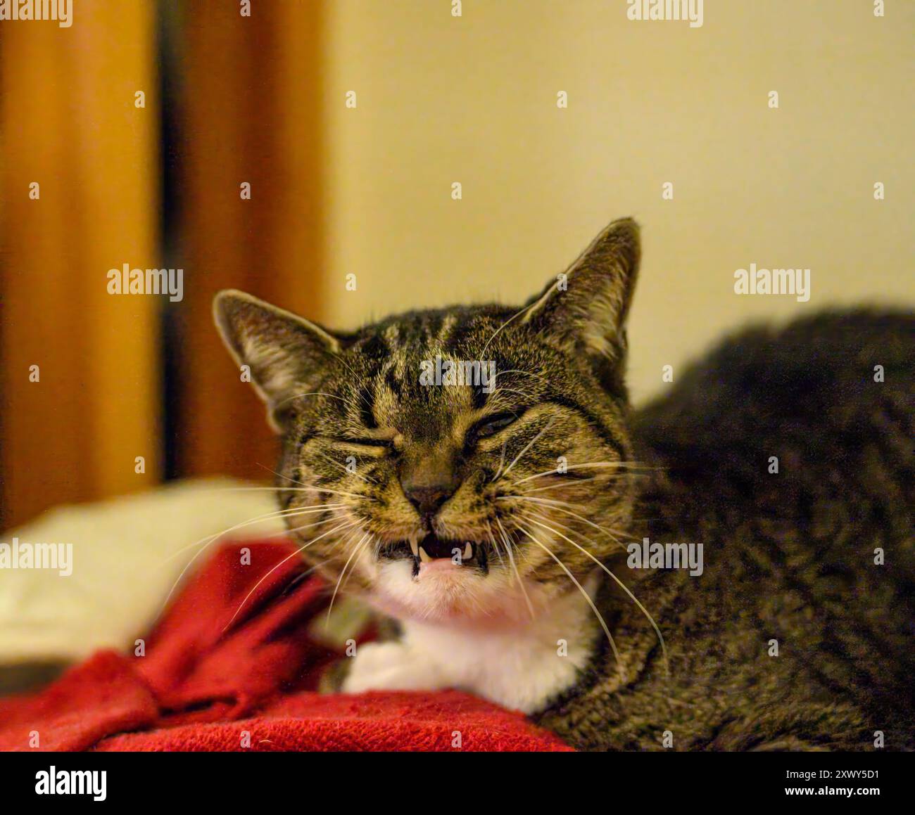 Cat with grimace lying on bed Stock Photo - Alamy