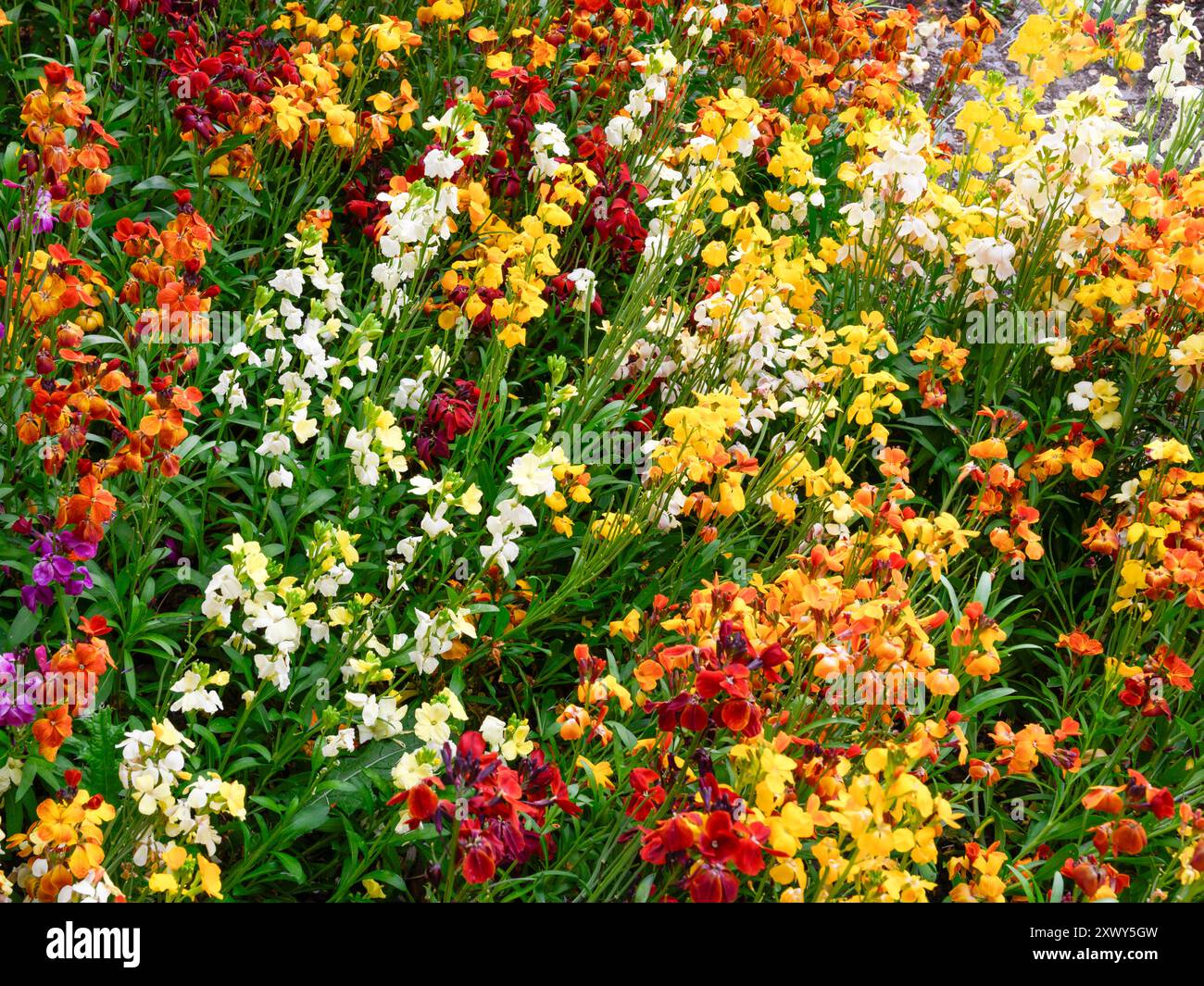 Flowers in many colours Stock Photo - Alamy
